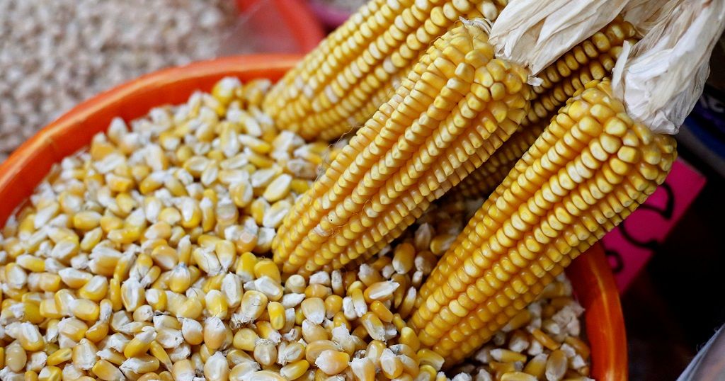 Zimbabwe corn imports reaches 11-year high | Africanews