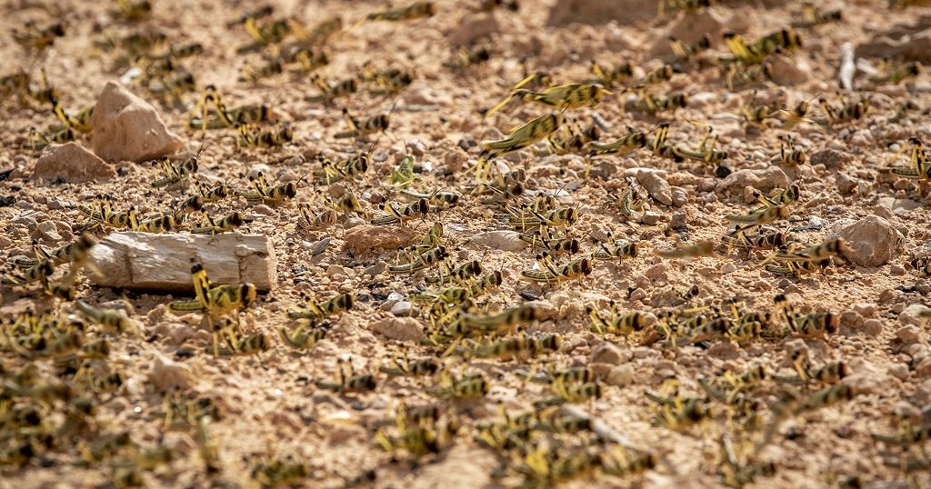 Locust outbreak reaches South Sudan: officials | Africanews