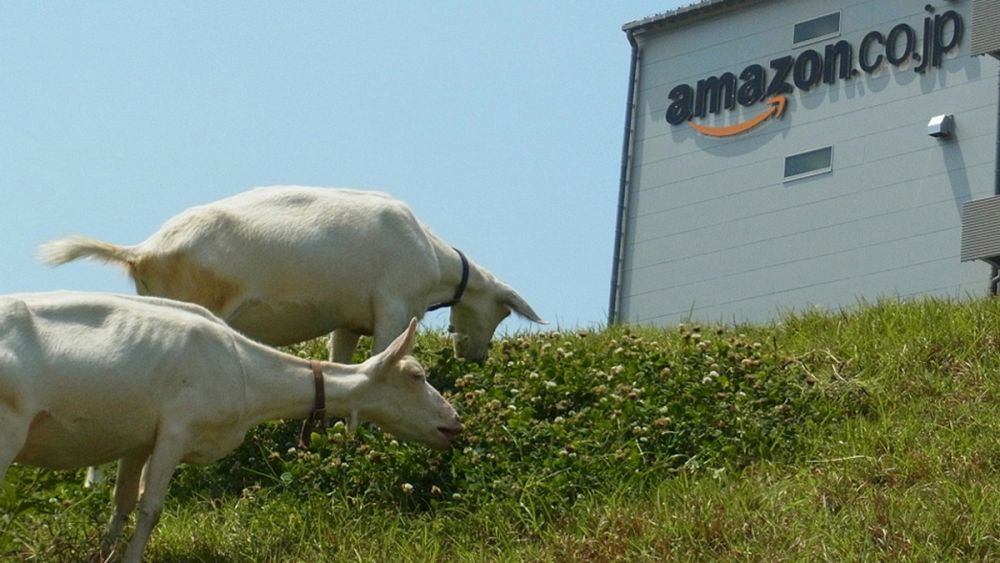 Amazon hires goats for office landscaping | Euronews