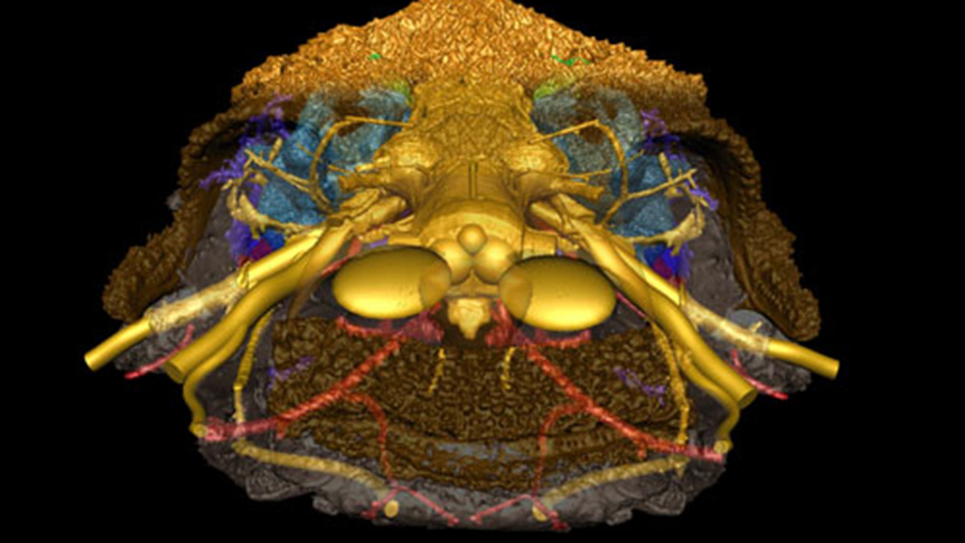 Ancient fish was pivotal in evolution of face researchers find | Euronews