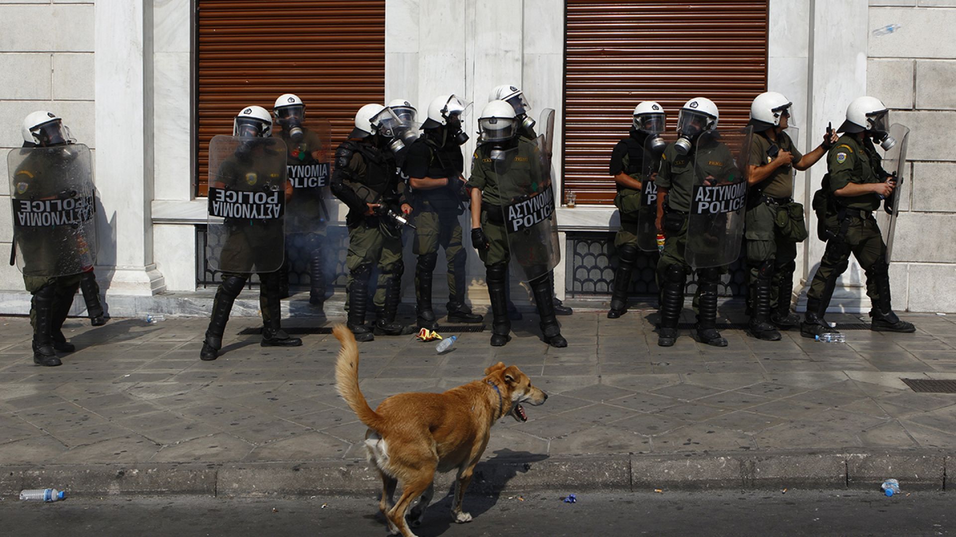 Loukanikos, Greece's iconic 'riot dog', dies | Euronews