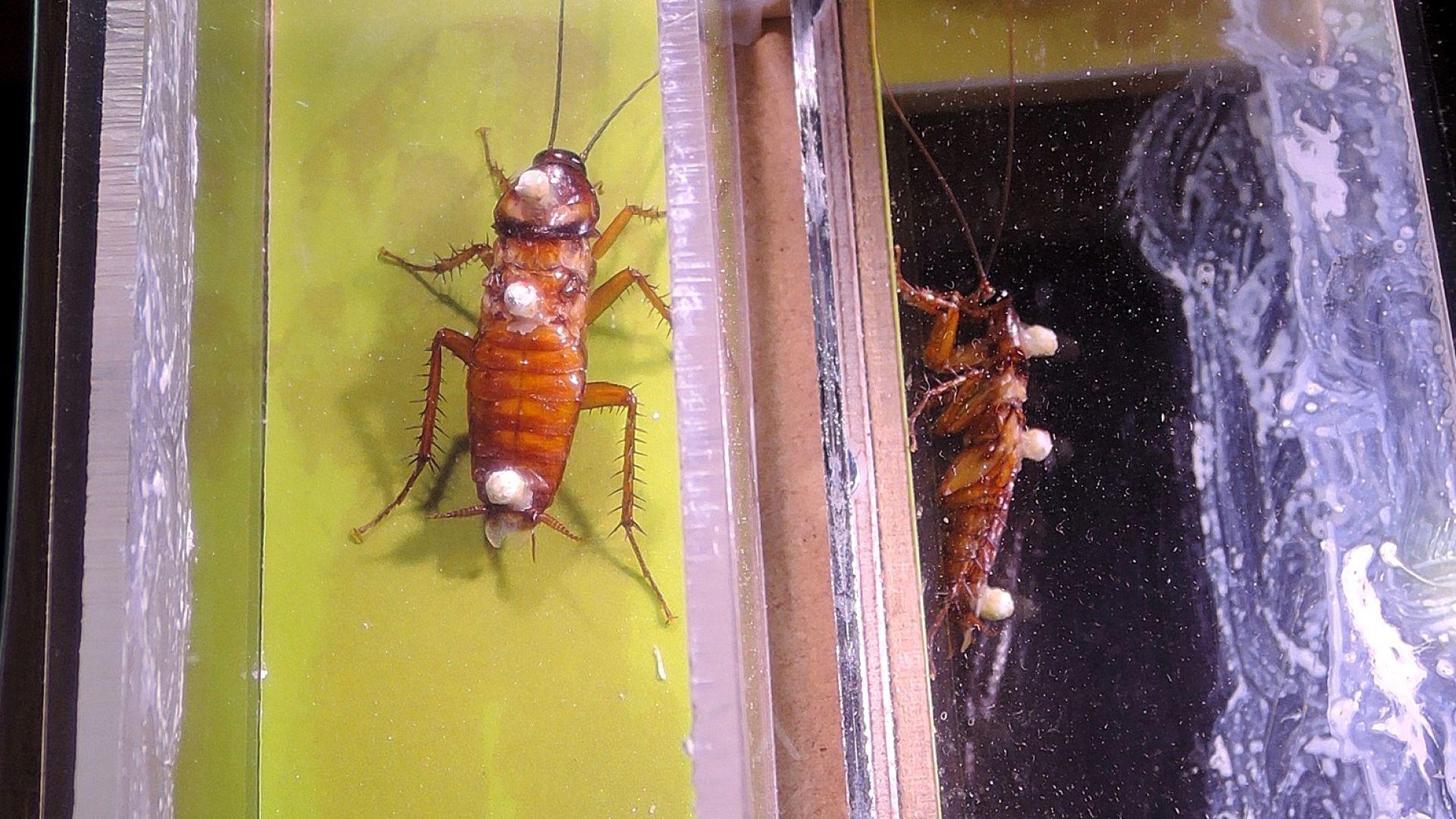 How insects are inspiring a new generation of robots | Euronews