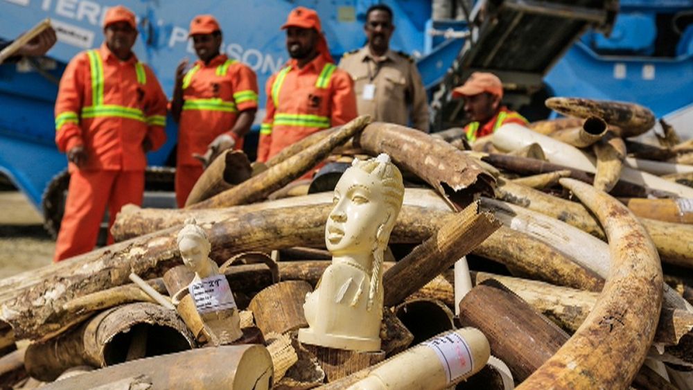 10 tons of confiscated ivory destroyed in Dubai. | Euronews
