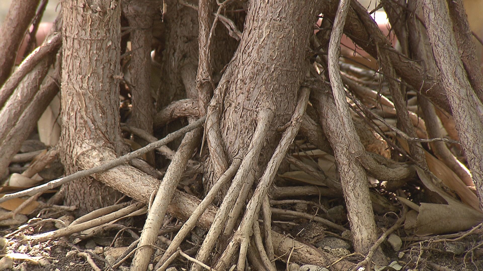 Do you know: roots or branches, which grow faster? | Euronews