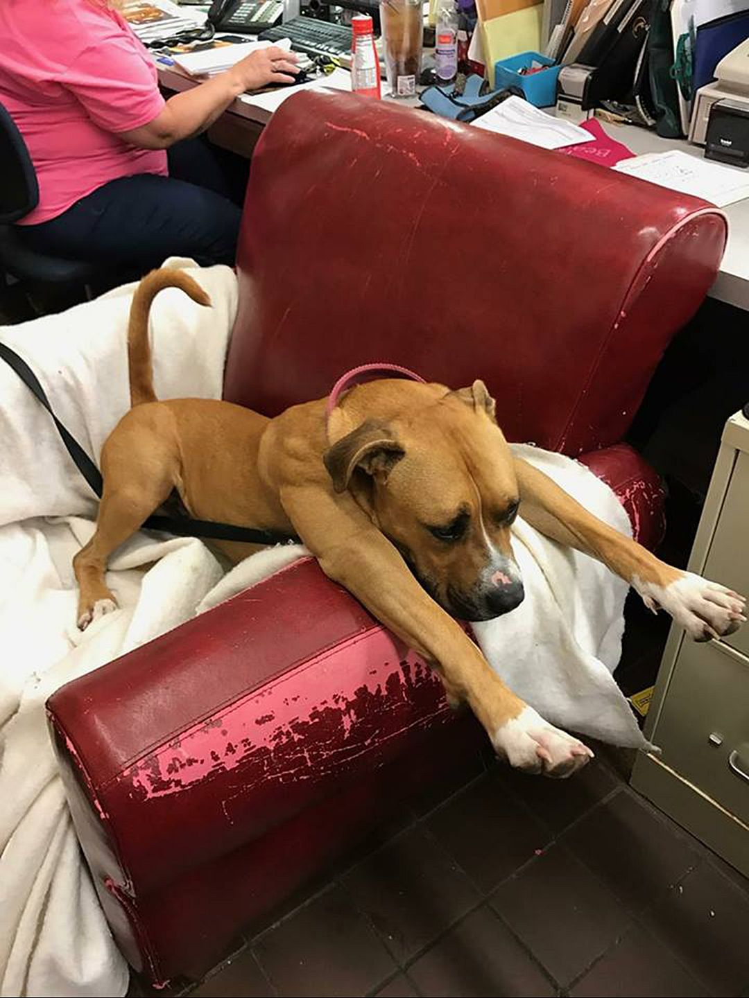 Shelter provides dogs with big, comfy chairs to make them feel at home ...