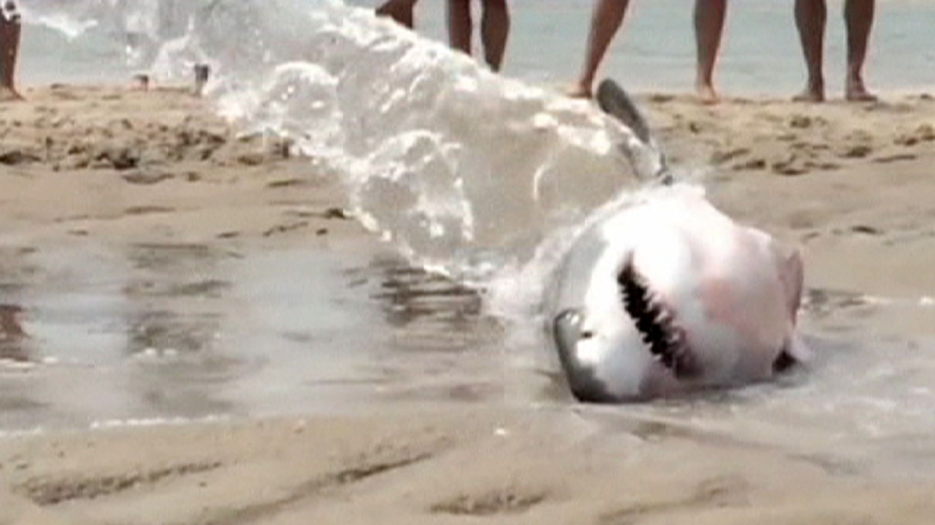 Video. Beachgoers save stranded great white shark | Euronews