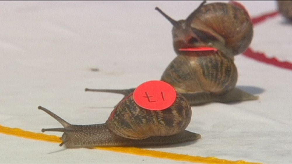 VIDEO : World Snail Racing Championships | Euronews