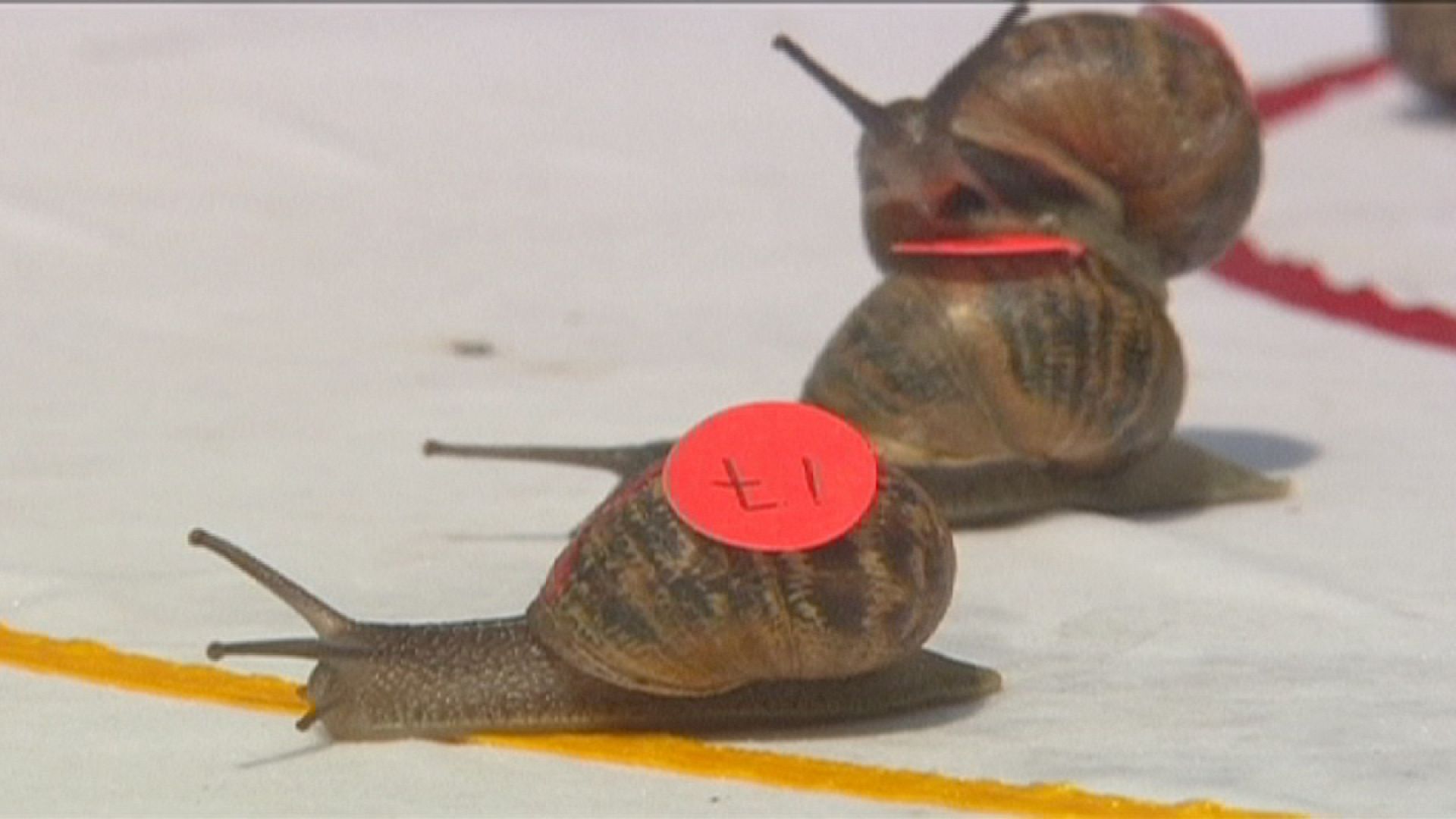 Video. World Snail Racing Championships | Euronews