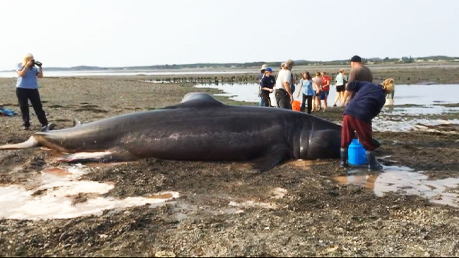 Video. Beachgoers try to save 30-foot long shark | Euronews