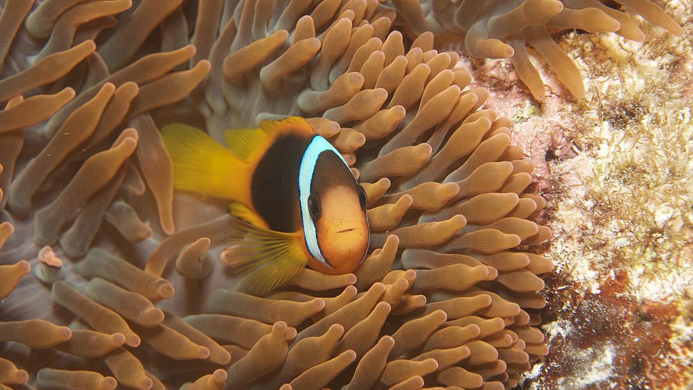 'Trouble in paradise': Why death of world's coral is alarming | Euronews