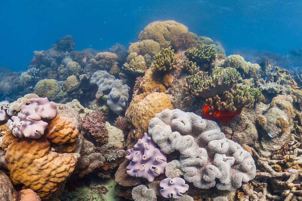 'Trouble in paradise': Why death of world's coral is alarming | Euronews