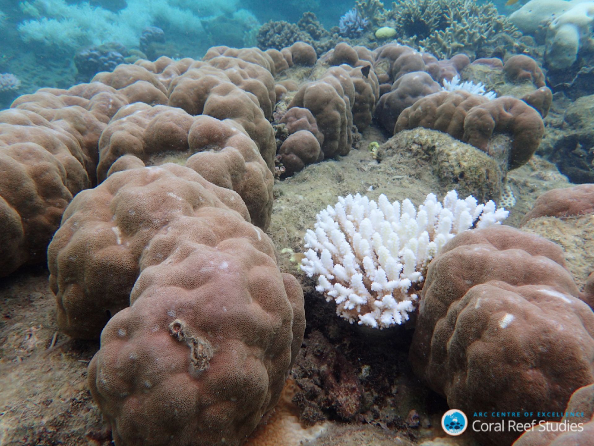 'Trouble in paradise': Why death of world's coral is alarming | Euronews