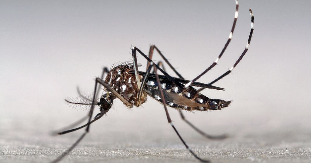 'Why did it happen to us', mothers of Brazil Zika virus victims cry out ...