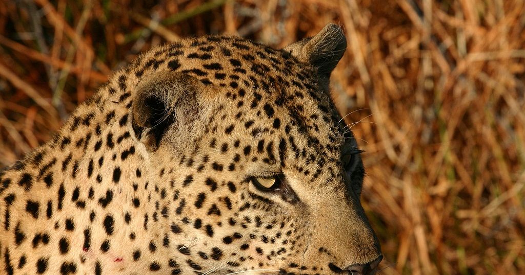 South Africa bans Leopard hunting trophies for 2016 | Africanews