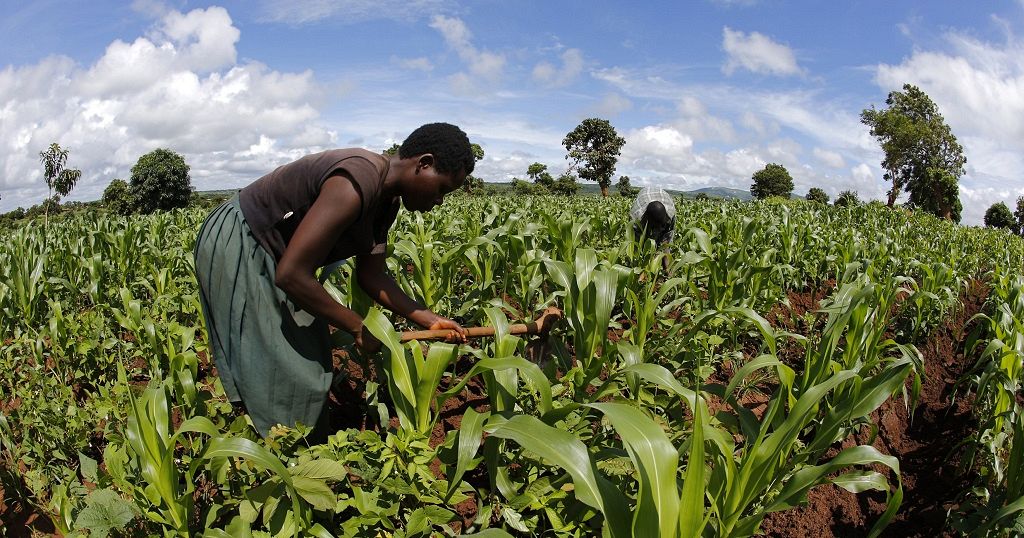 2.8 million face hunger in Malawi - WFP | Africanews