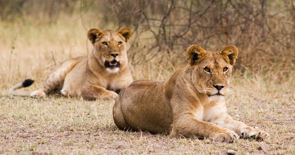 Lion alert issued for Nairobi residents | Africanews