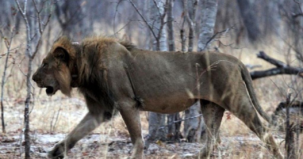Counting the last lions of Nigeria: A day in the life of a researcher ...
