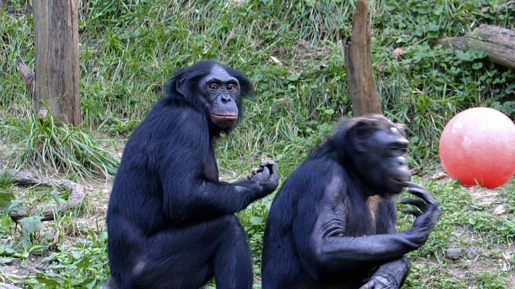 DRC moves against trafficking of Bonobo monkeys | Africanews