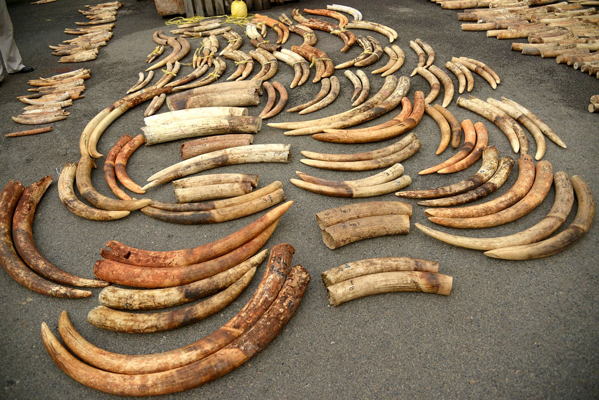 DNA fingerprinting helps ID ivory smugglers | Euronews