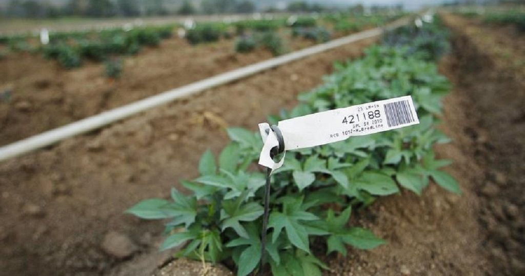 Zimbabwean academics revive 'dead' farmland in South Africa | Africanews