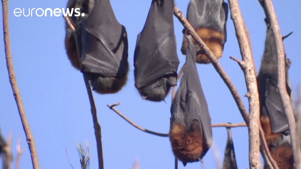 Australian town plagued by over 100,000 bats | Euronews