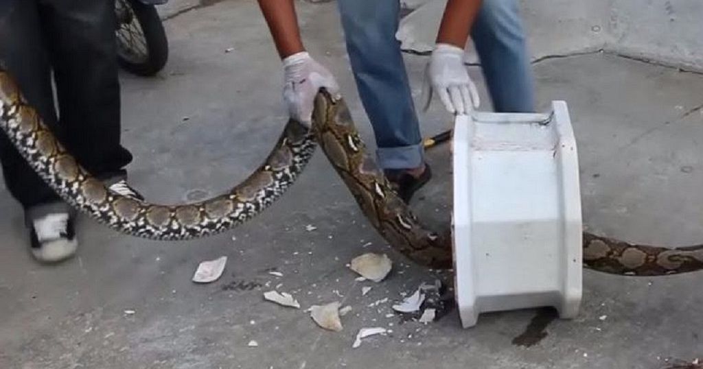 Thailands Penis Biting Python Story Creates Media Storm Africanews