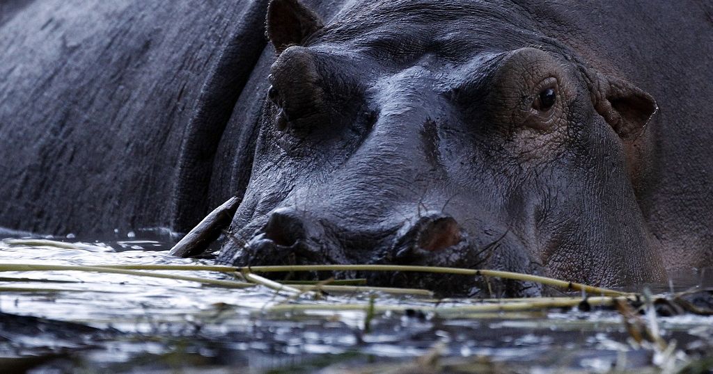 Killer hippos force Senegal fishermen to desert River Gambia | Africanews