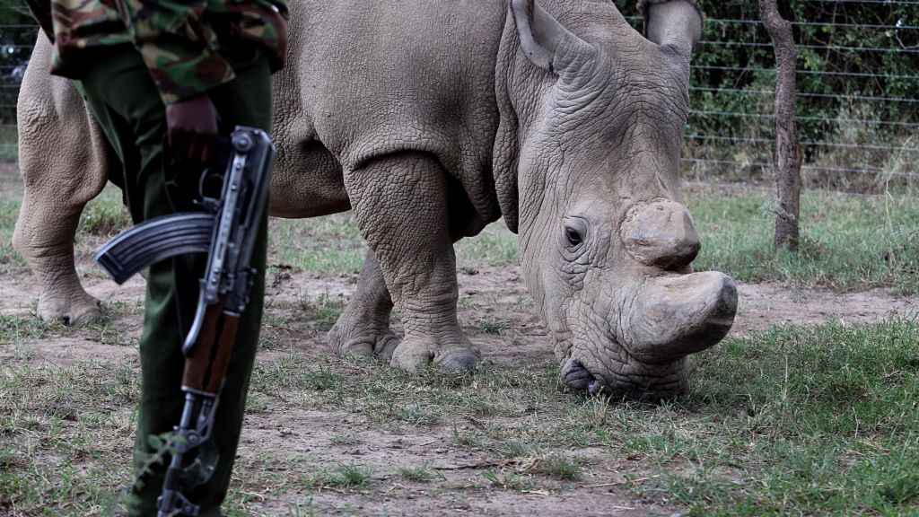 Angolan rangers combating wildlife poachers | Africanews