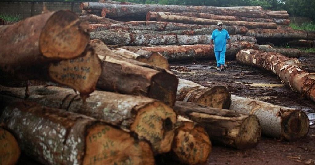 Senegal govt warns against Casamance deforestation | Africanews