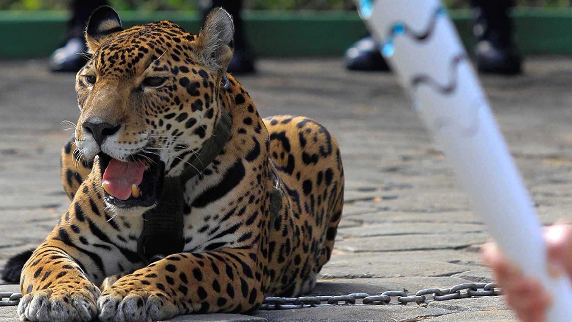 Rio 2016: Jaguar shot dead at Olympic torch ceremony | Euronews