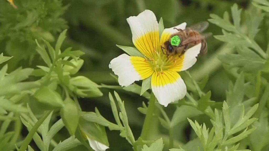 Saving London's bees | Africanews