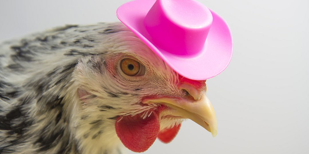 It's OK, you can dress chickens in Halloween costumes, CDC says | Euronews