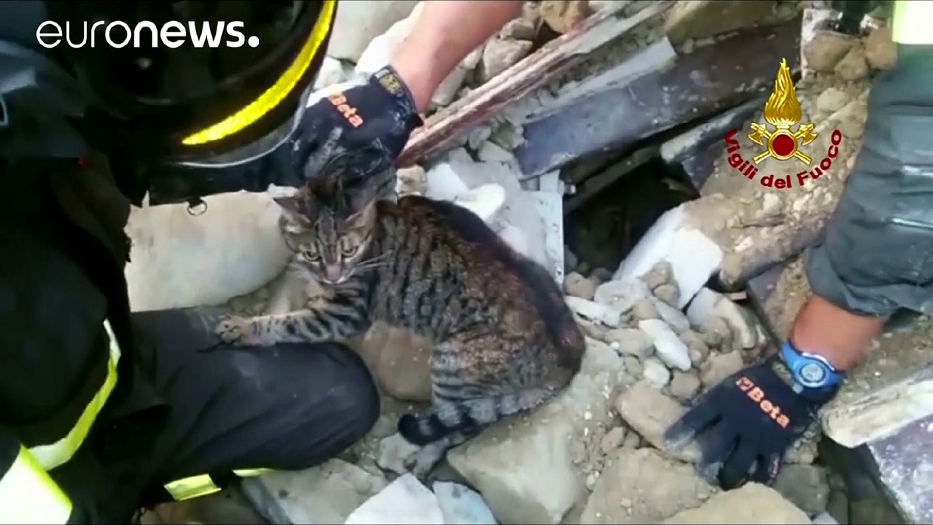 Two cats make the most of their nine lives by surviving the earthquake ...