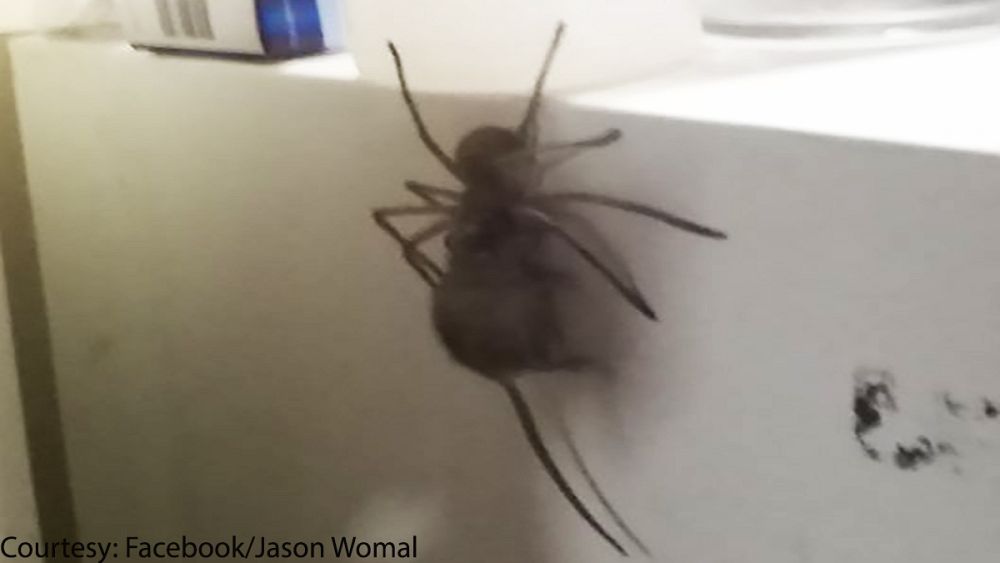 Video: Not for arachnophobes! Huntsman spider munches on dead mouse ...