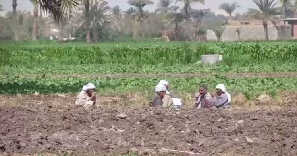 Egyptian farmers improve nutrition and reduce environmental impact ...