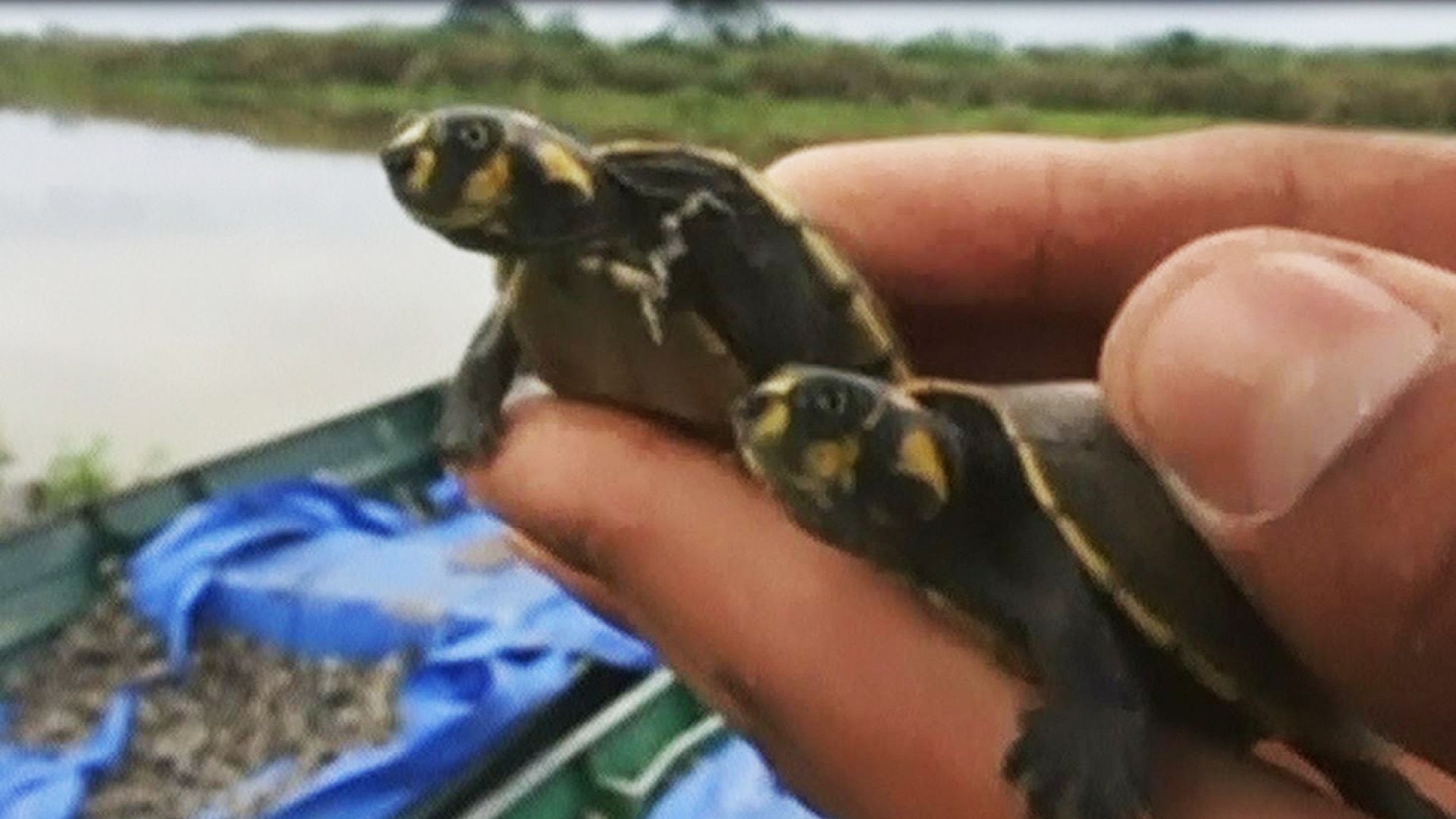 70 thousand baby turtles released into Bolivian rivers | Euronews
