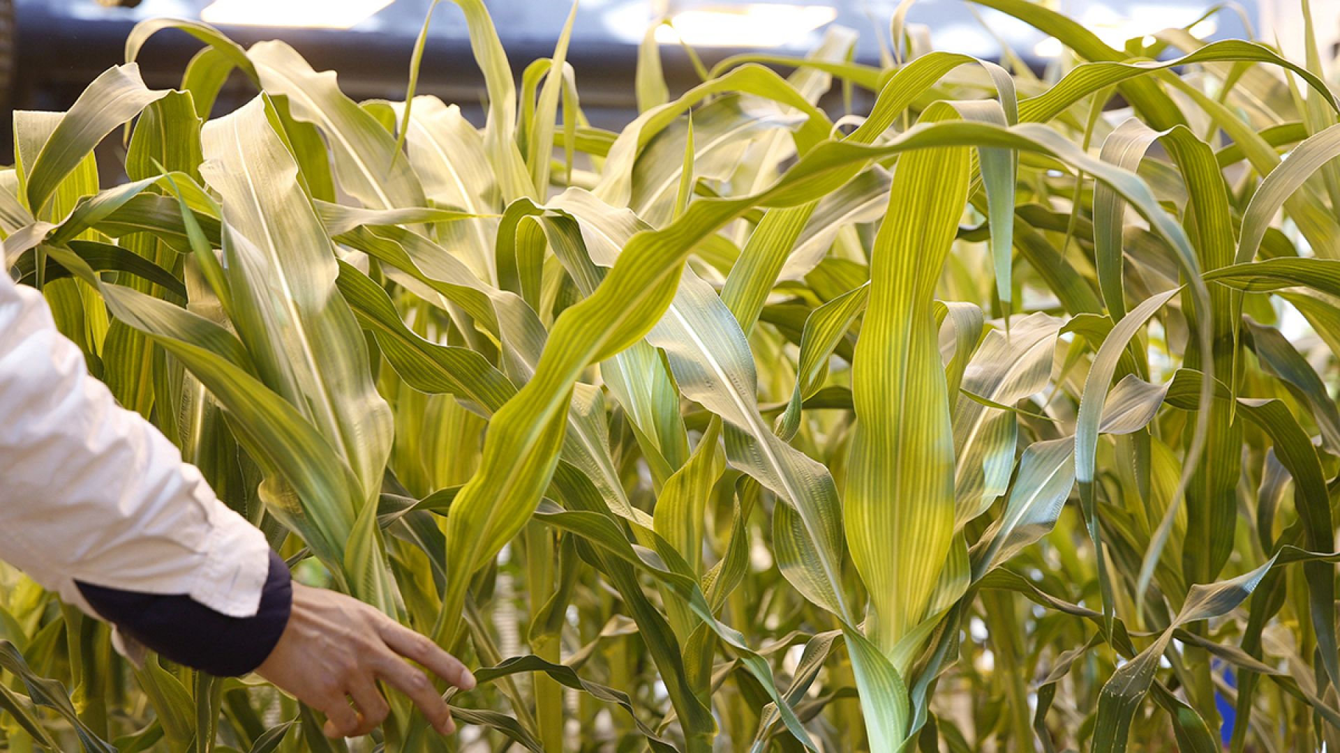 ChemChina, Syngenta work to appease EU competition watchdog | Euronews