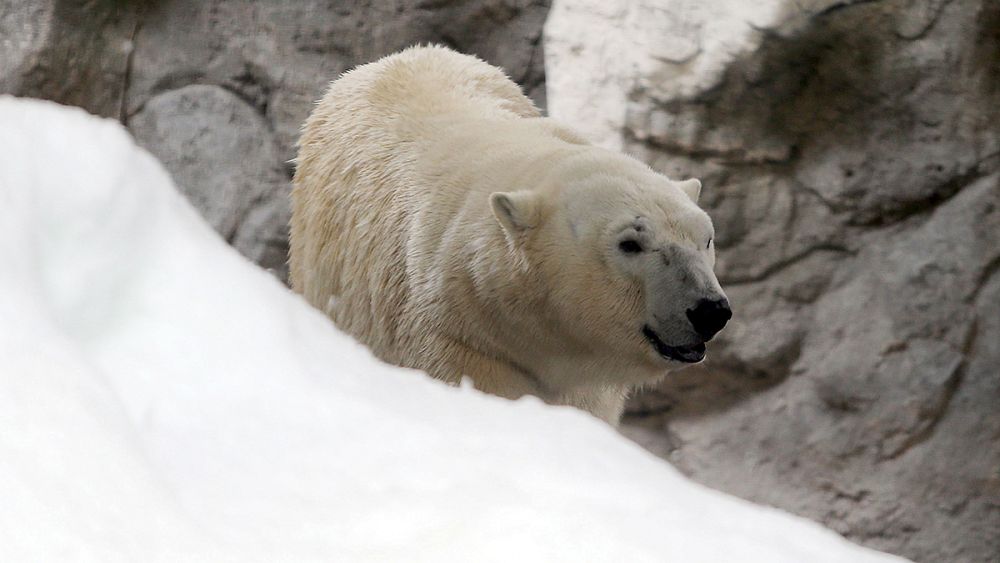 Watch: Polar bear cam shows Arctic plight | Euronews