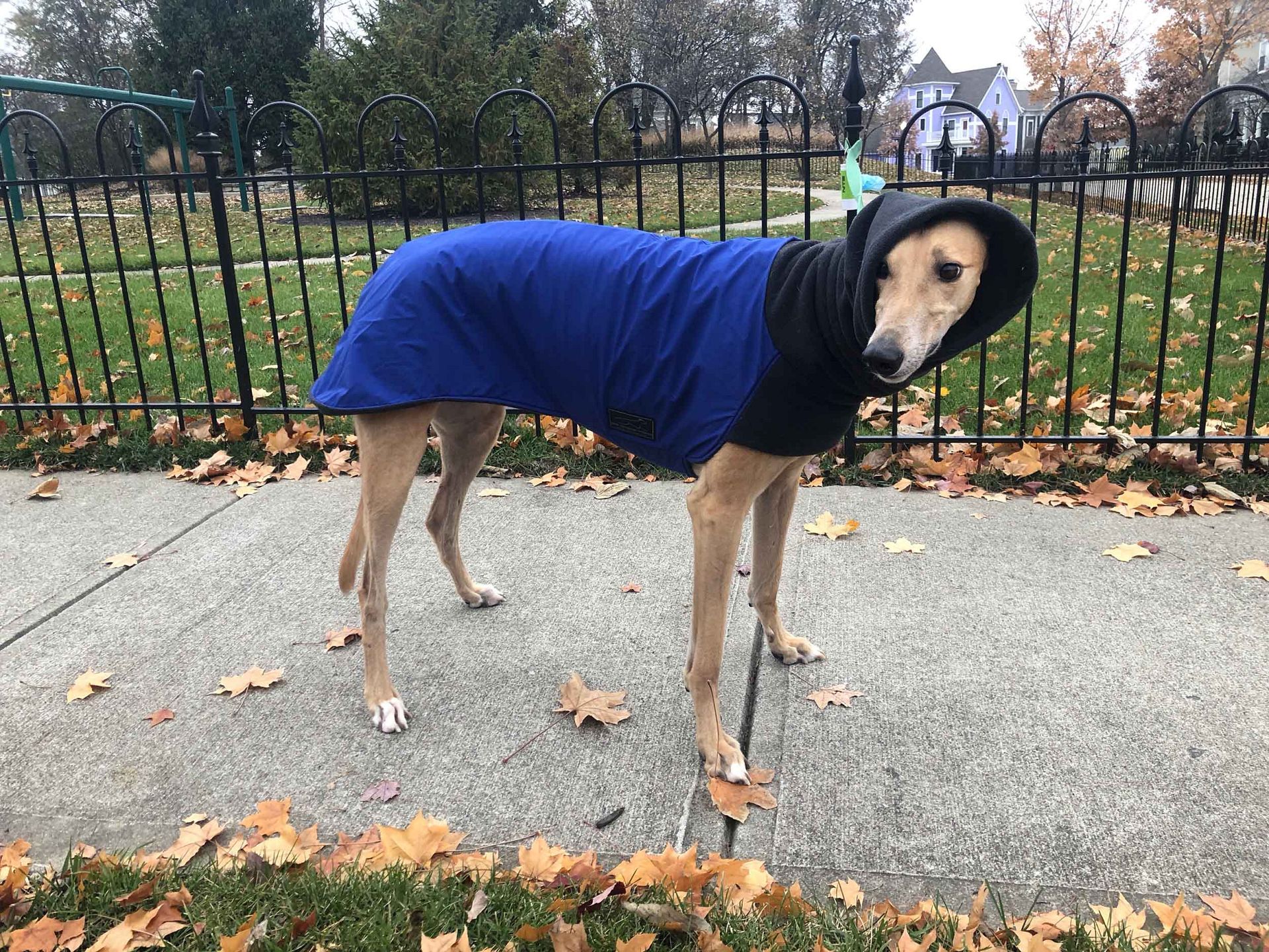From racetrack to hospital: How 1 greyhound is changing lives of sick ...