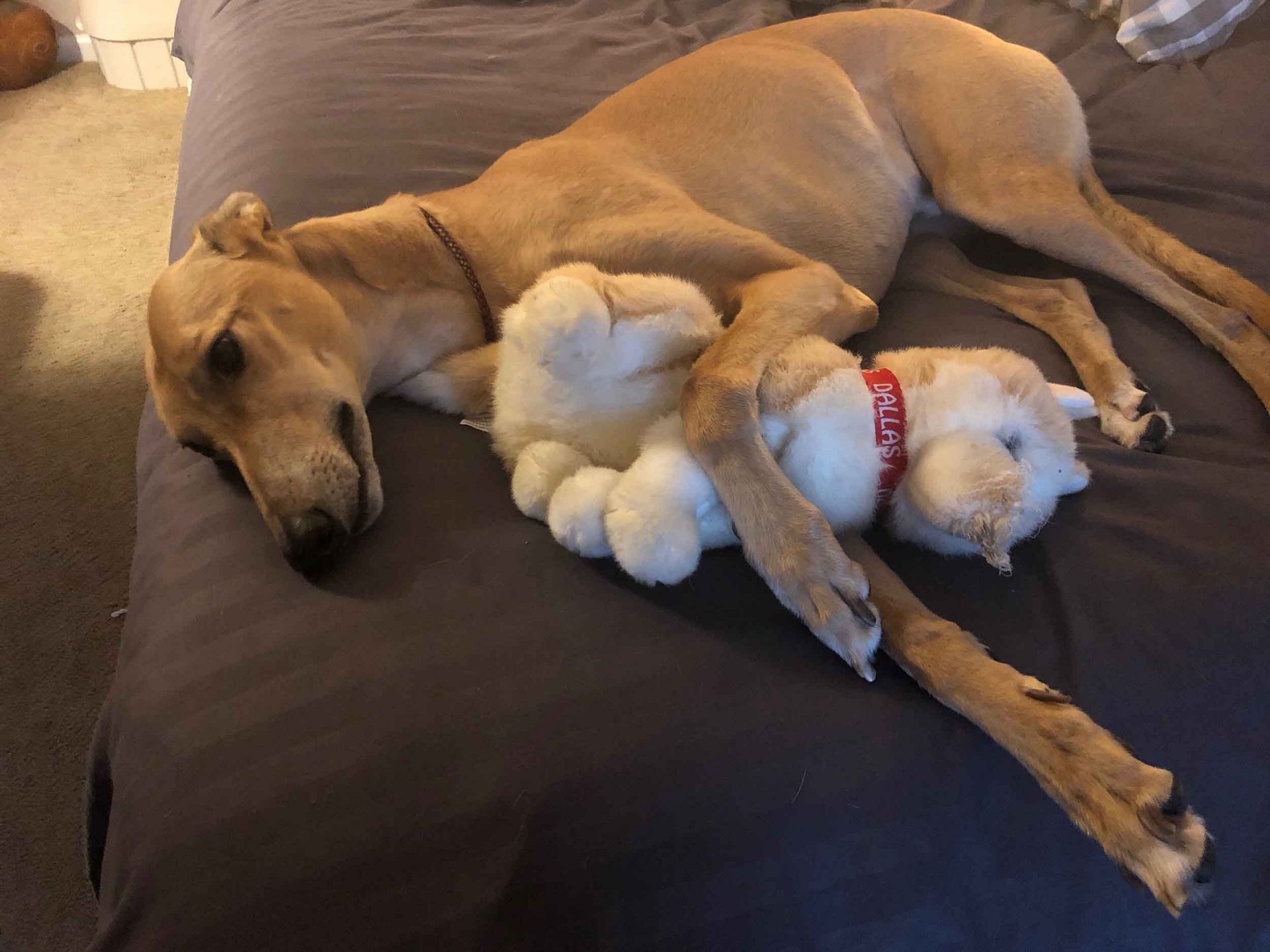 From racetrack to hospital: How 1 greyhound is changing lives of sick ...