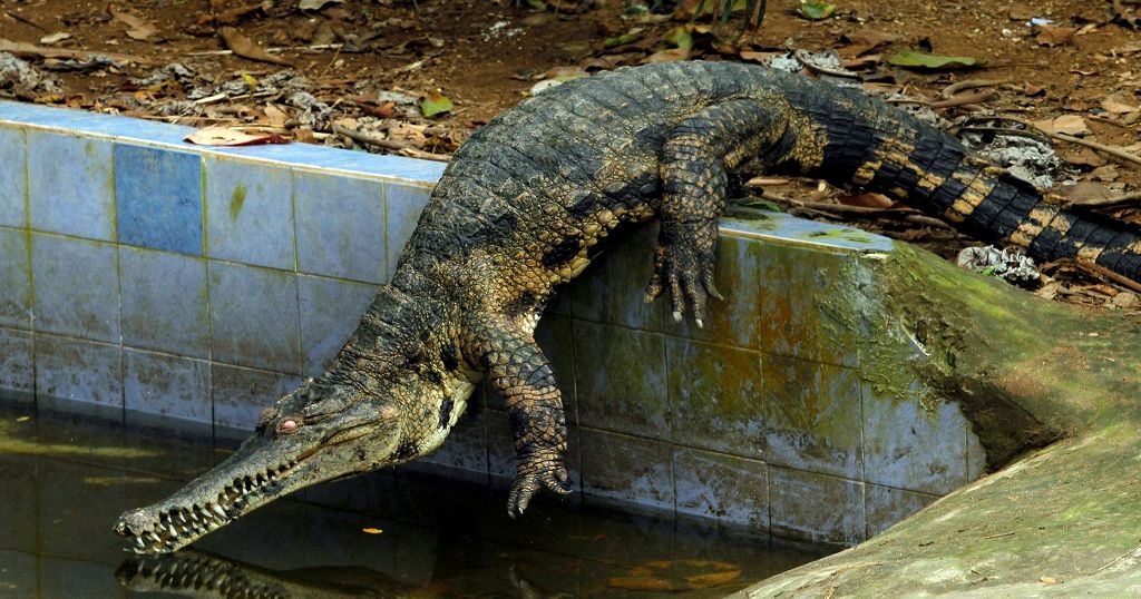 Africa's rarest crocodile under special protection program | Africanews