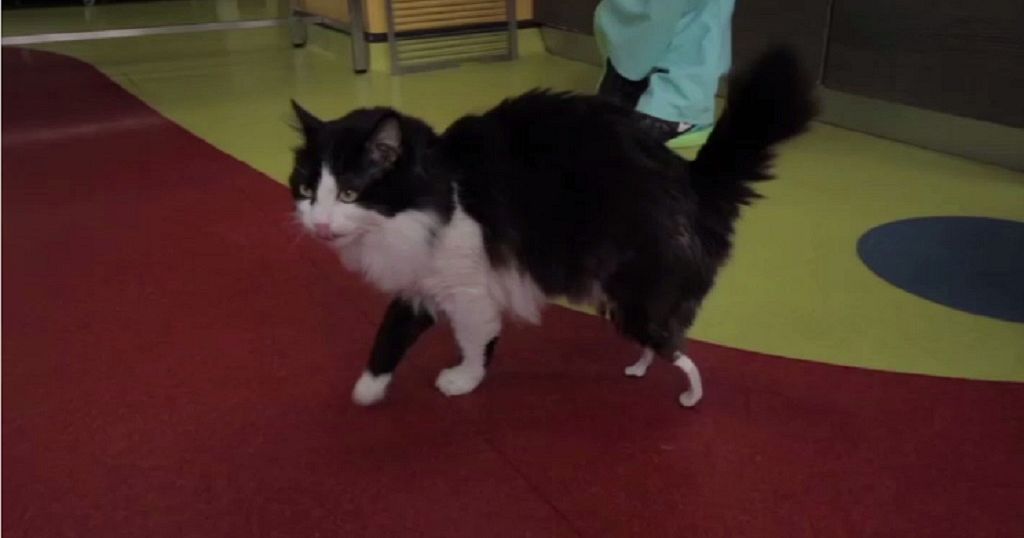 Cat gets bionic legs in landmark operation | Africanews