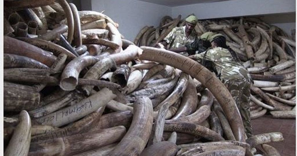 Hope for Africa's elephants as ivory prices drop in China | Africanews