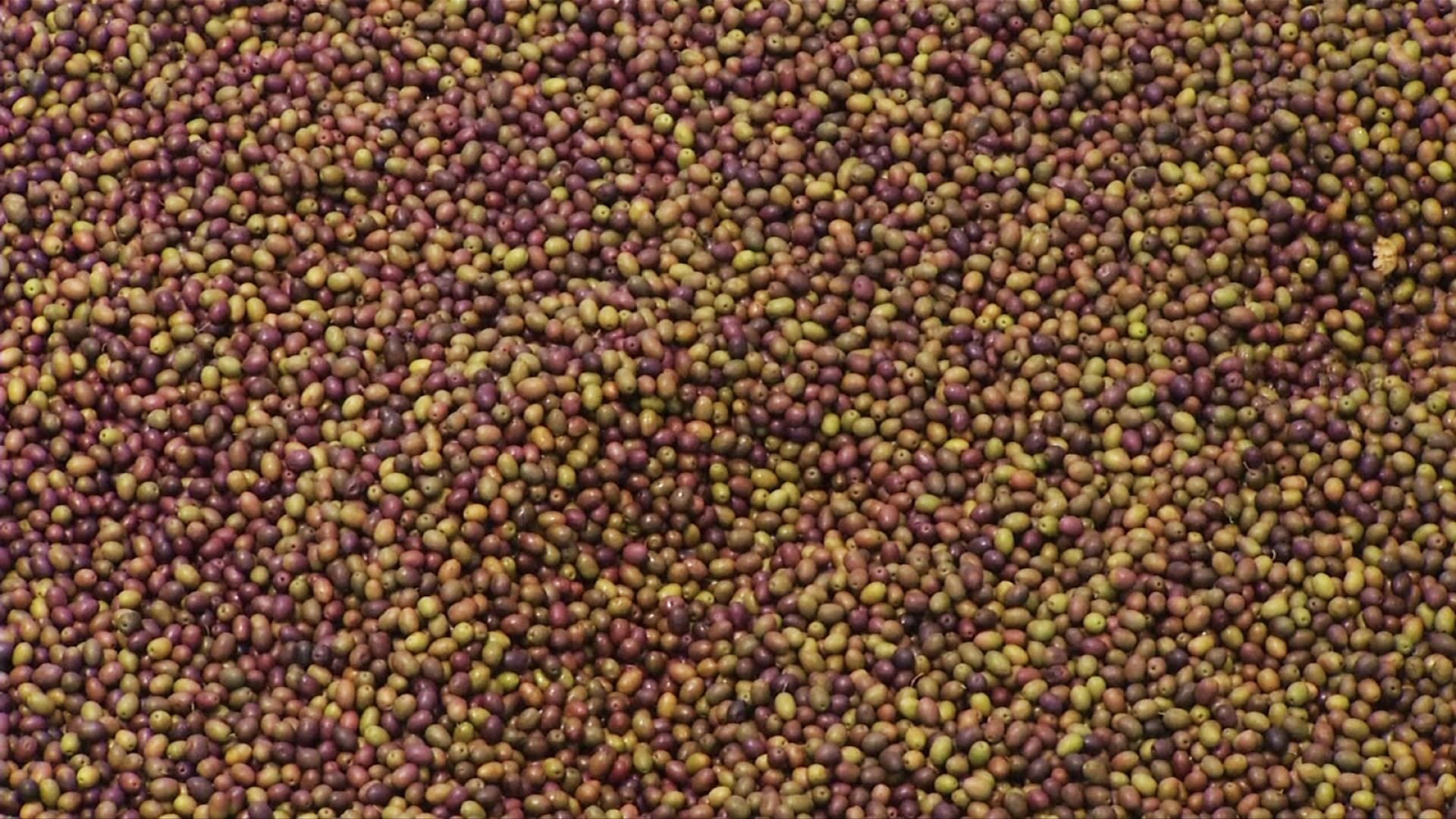 Documenta 14 set to open outside Germany for first time | Euronews