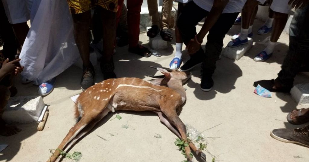 Ghana's deer hunting festival celebrated in Winneba | Africanews