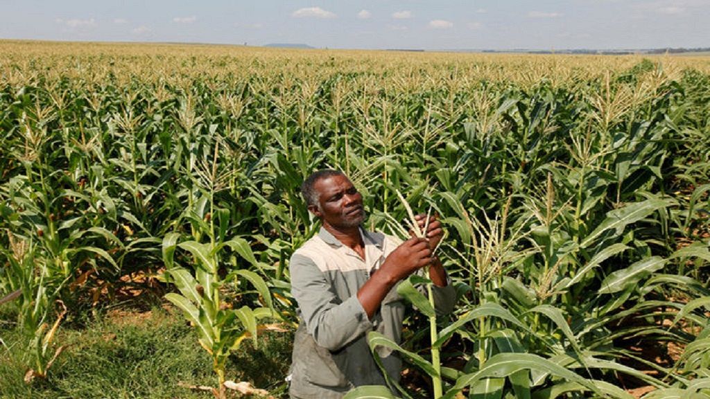 South Africa expecting to harvest highest maize crop in 4 decades ...