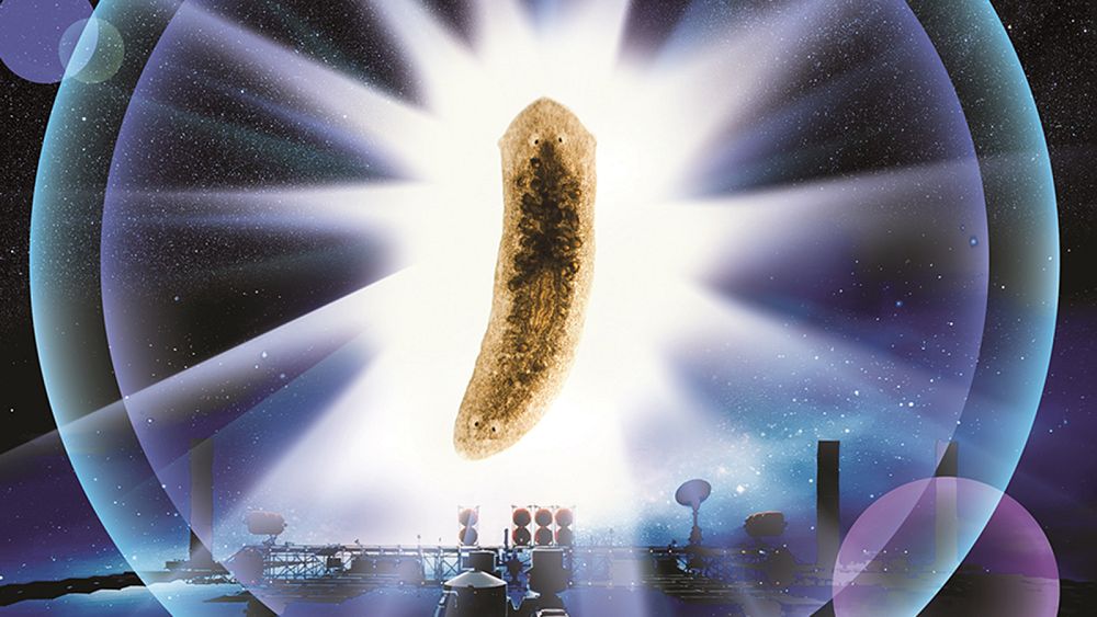 A worm went to space and came back with two heads. Why? | Euronews