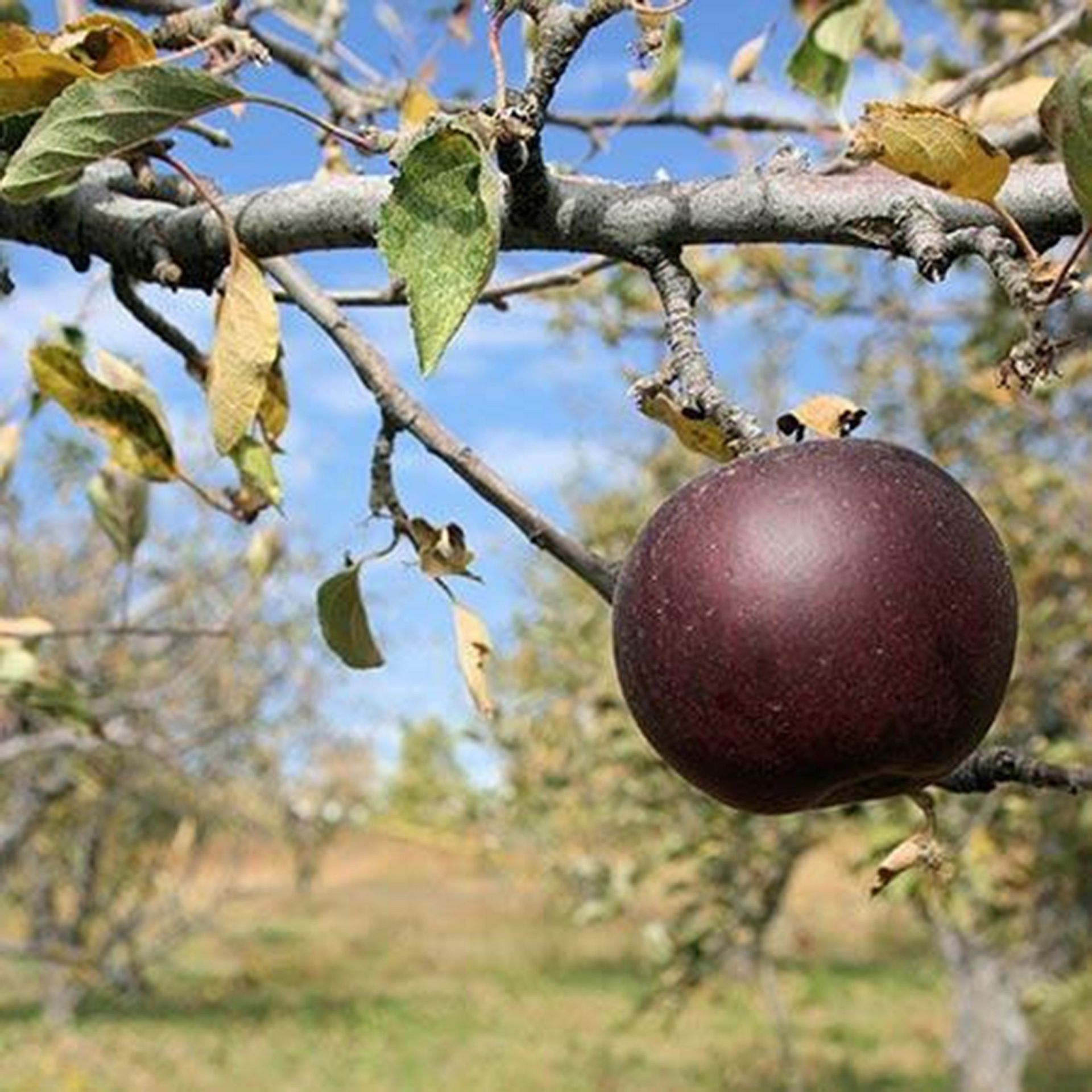 This extremely rare apple looks like something out of a fairy tale ...