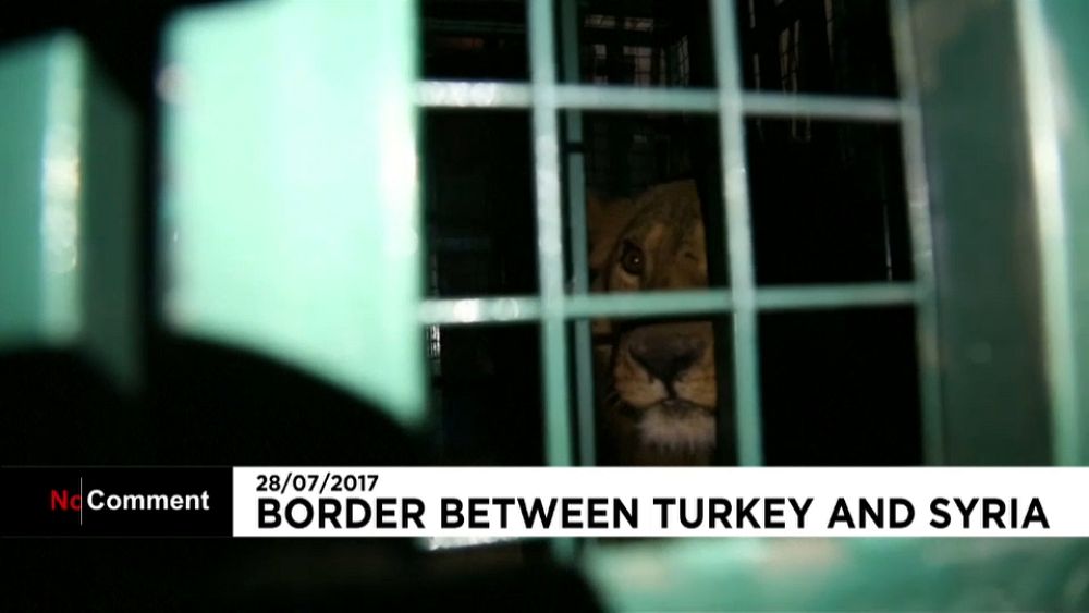 VIDEO : Aleppo zoo animals given new home in Turkey | Euronews