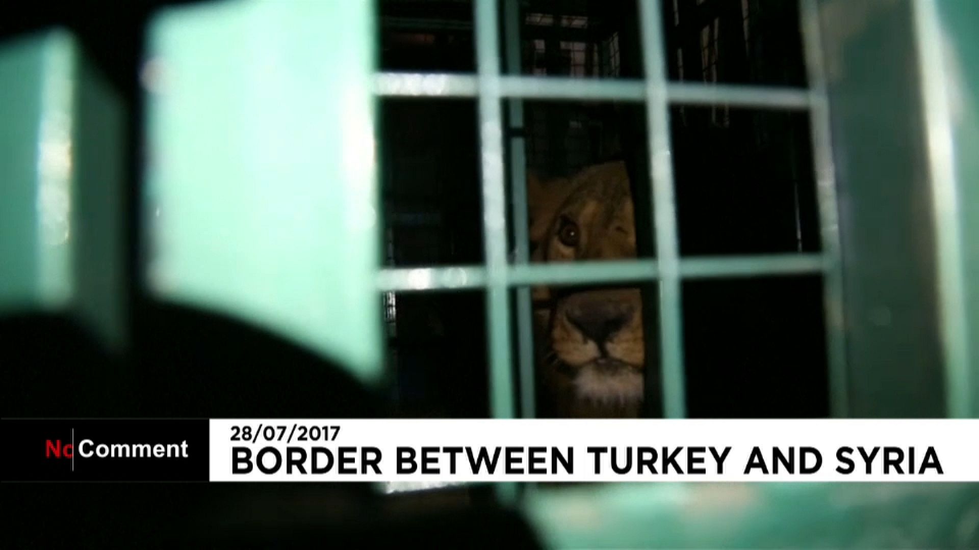 Video. Aleppo zoo animals given new home in Turkey | Euronews